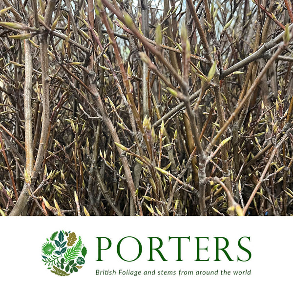 Wholesale British Cut Foliage from a leading supplier | Porters Foliage ...