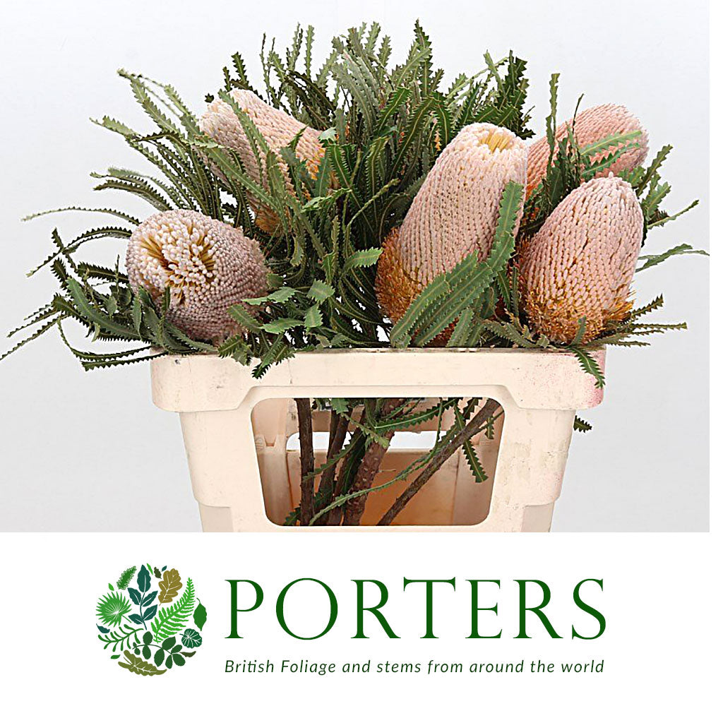 Protea 'Banksia' (Hookeriana) (Various Lengths) - Porters Foliage Ltd