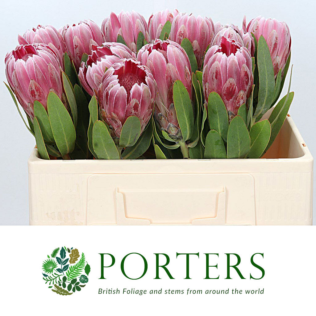Protea 'Carnival' (Various lengths) - Porters Foliage Ltd