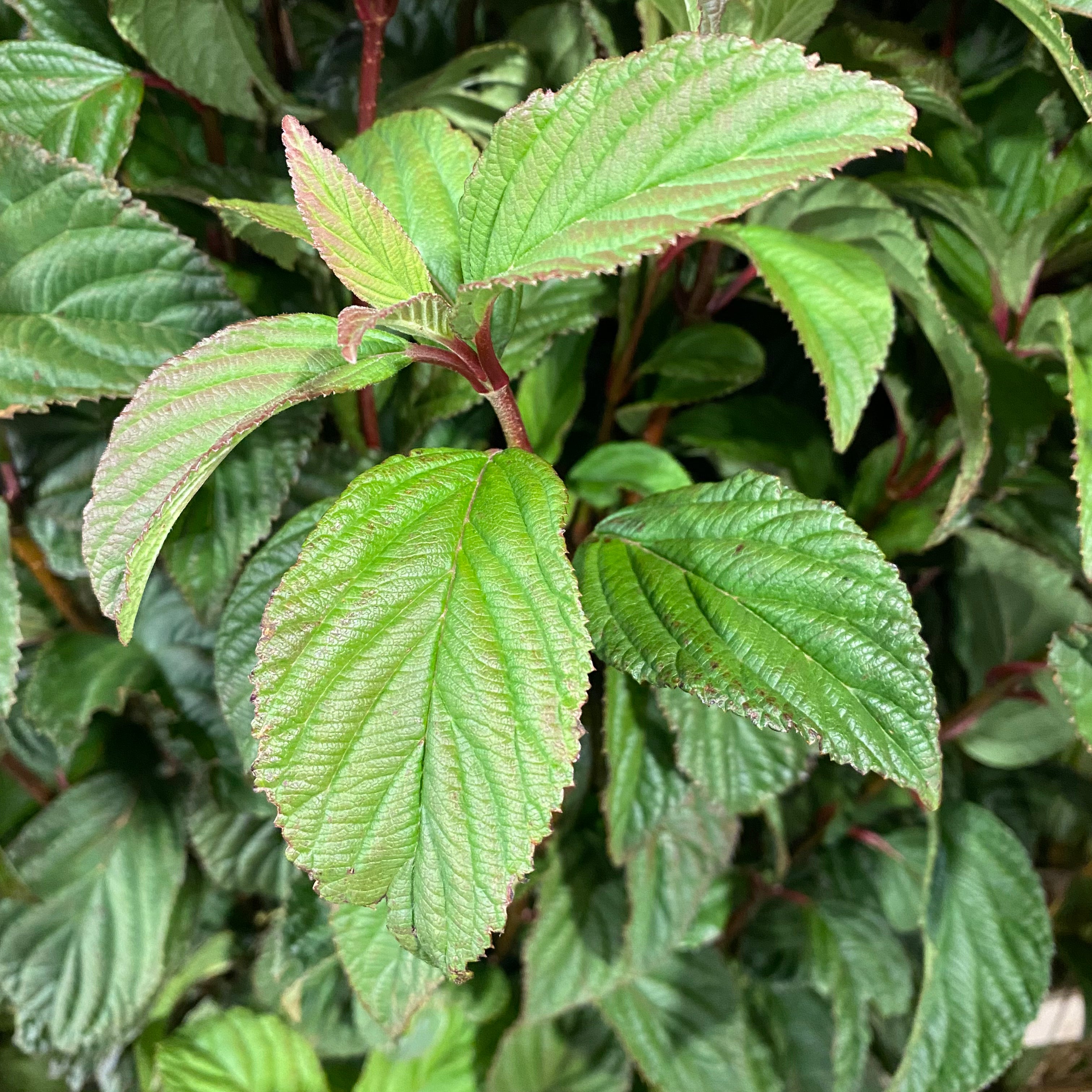 Weigela 'Green' E 1m (x10) - Porters Foliage Ltd