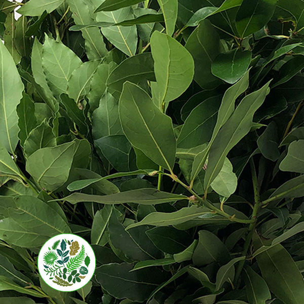 British Foliage wild cut - Porters Foliage Ltd