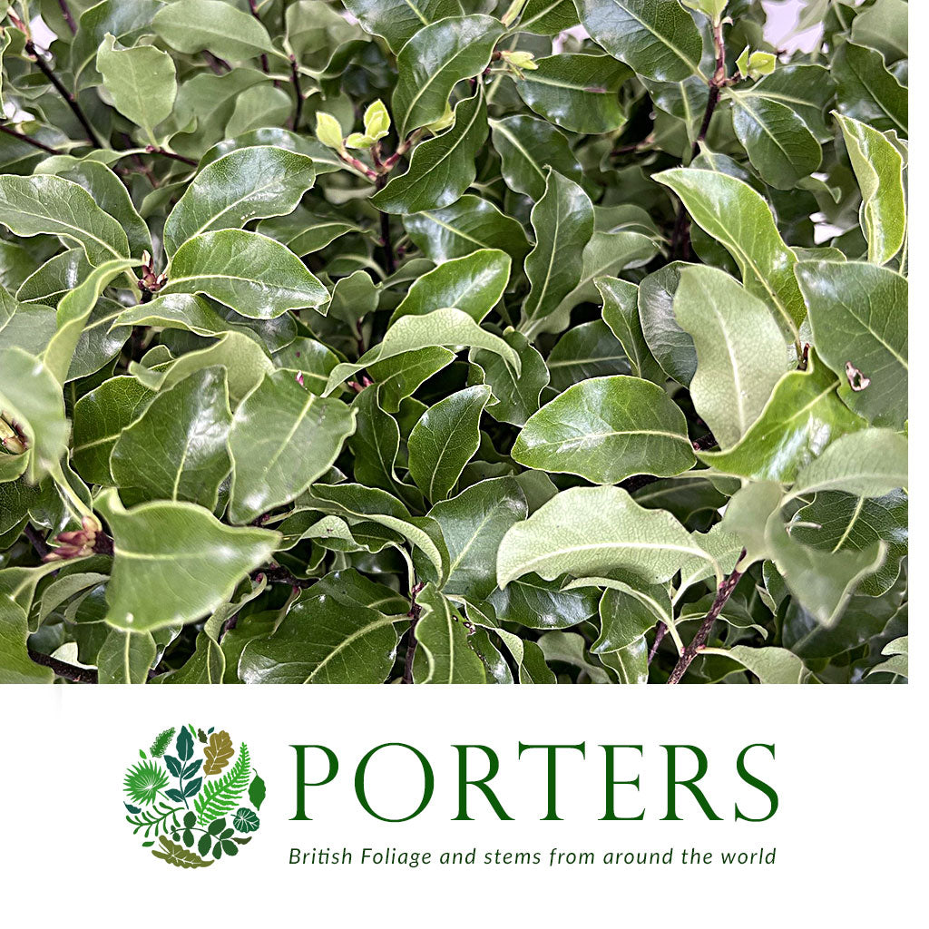 Pittosporum 'Green' (Tenuifolia) (Various Lengths) - Porters Foliage Ltd