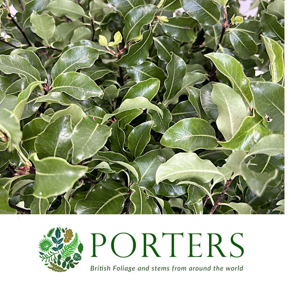 Pitto - Porters Foliage Ltd