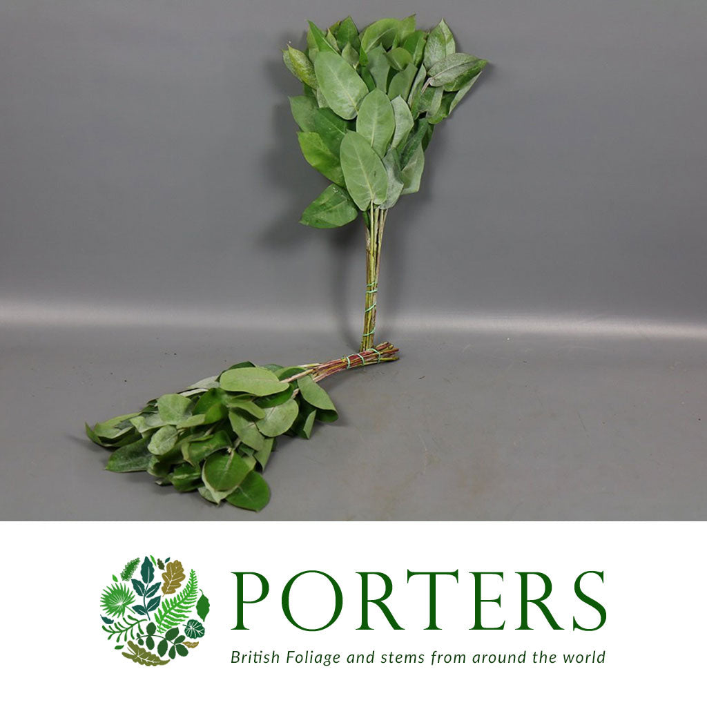 Eucalyptus 'Robusta' (Various Sizes) - Porters Foliage Ltd