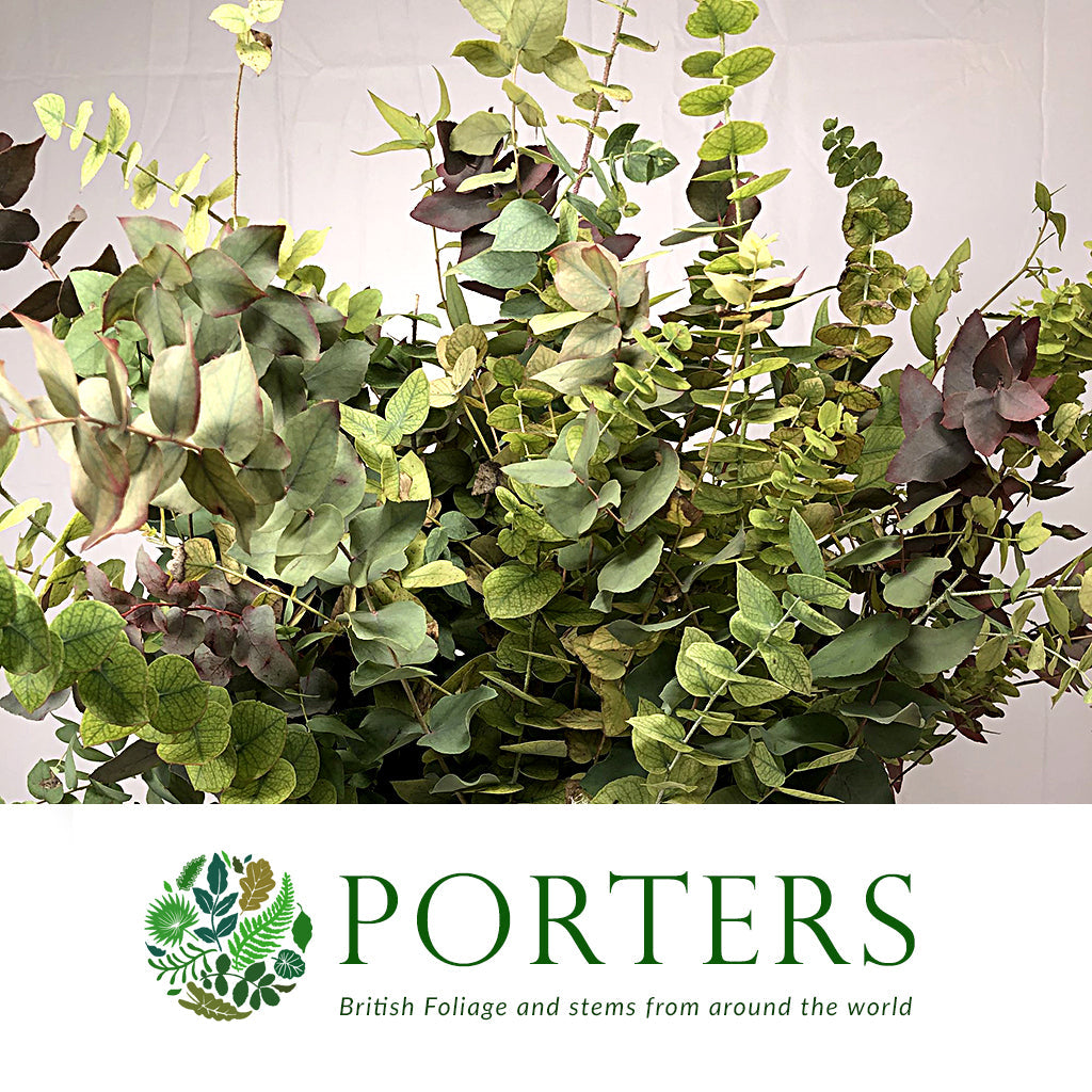 Eucalyptus 'Stuartiana Autumnal' 70cm (Various Sizes) - Porters Foliage Ltd