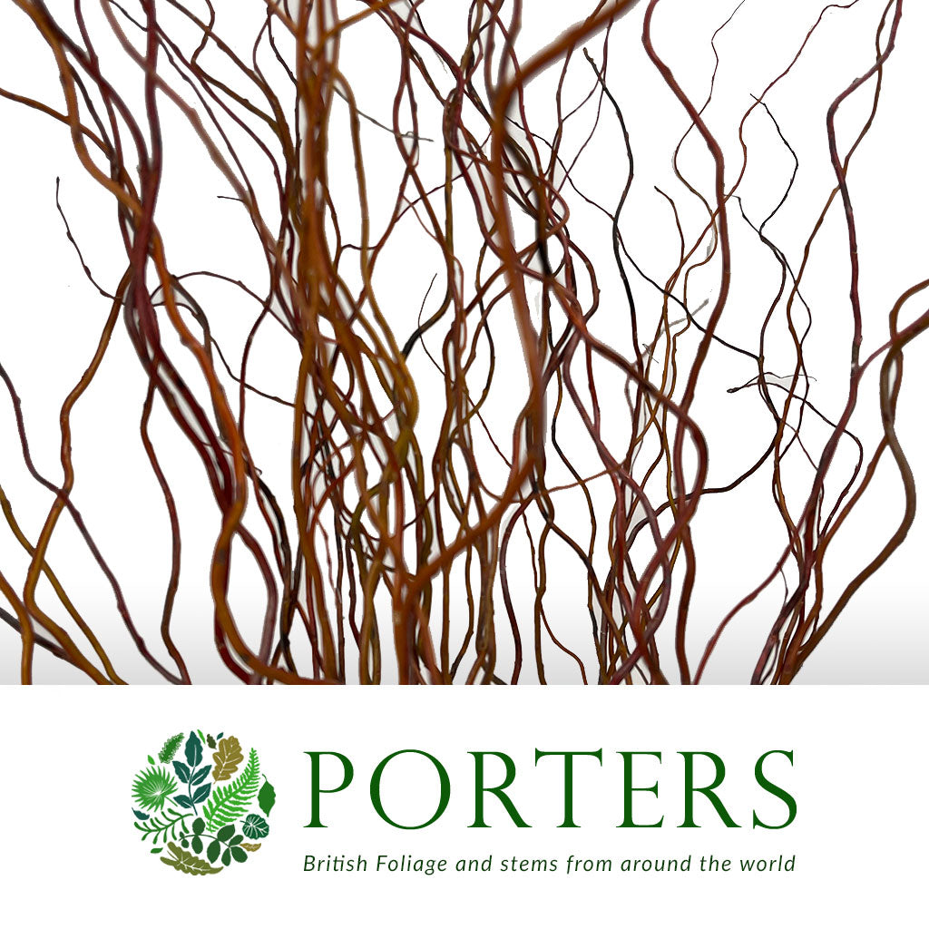 Salix 'Twisted Willow' (Cultivated) (Various Lengths) - Porters Foliage Ltd