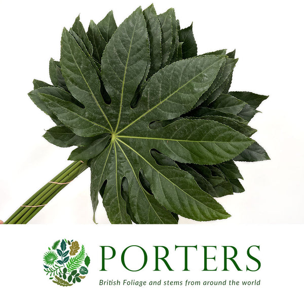 Live Leaves Stock | Tropical & Cultivated Leaves | Porters Foliage ...