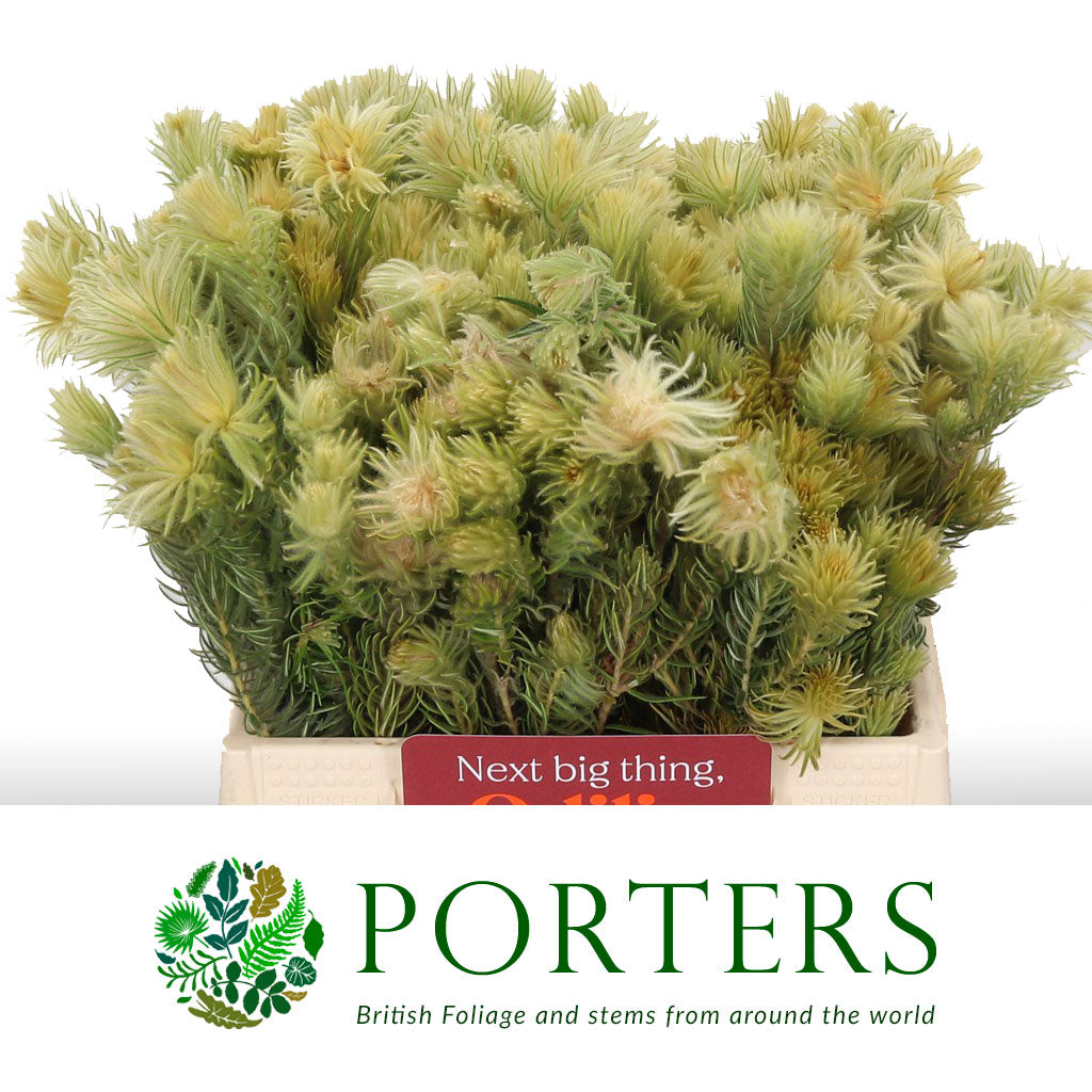 Phylica 'Pubescens' (Various Lengths) - Porters Foliage Ltd