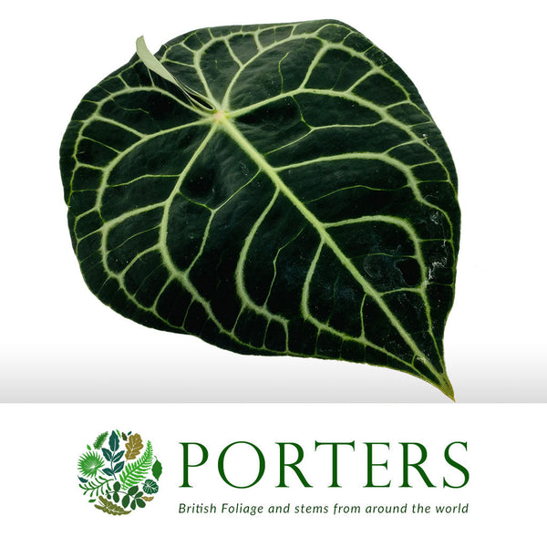 Wholesale British Cut Foliage from a leading supplier | Porters Foliage ...