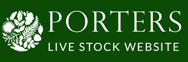 A beautiful selection of Eucalyptus from the UK | Porters Foliage ...