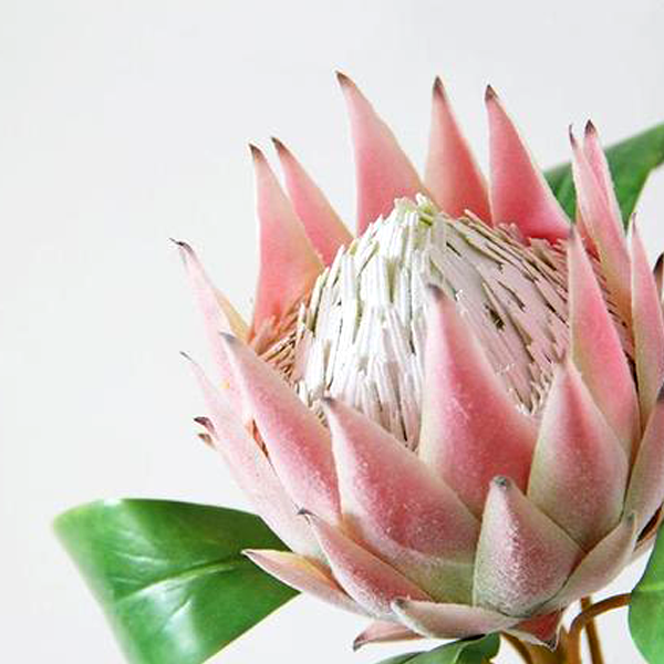 Wholesale British Cut Foliage from a leading supplier | Porters Foliage ...