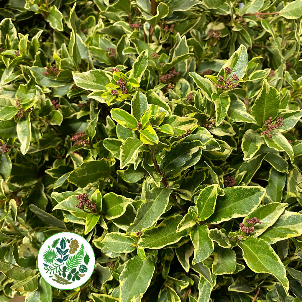 Viburnum 'Flowering' Variegated (Wild) (Various Sizes) - Porters ...