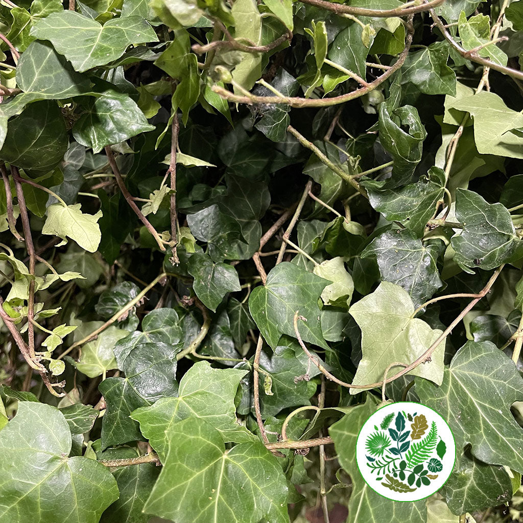 Trailing Ivy