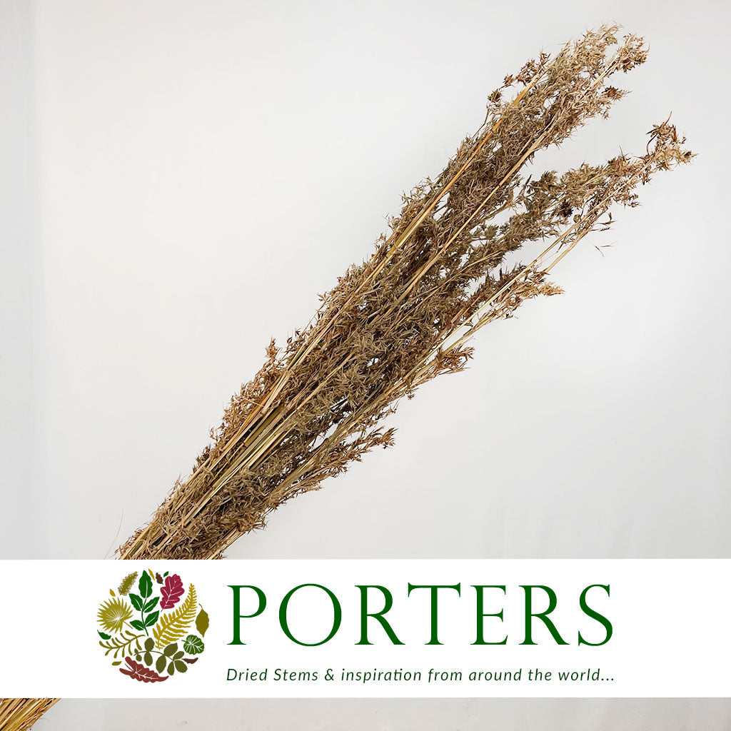 Grass 'Beta' (Natural) (DRY) - Porters Foliage Ltd