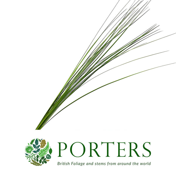 Wholesale British Cut Foliage from a leading supplier | Porters Foliage ...